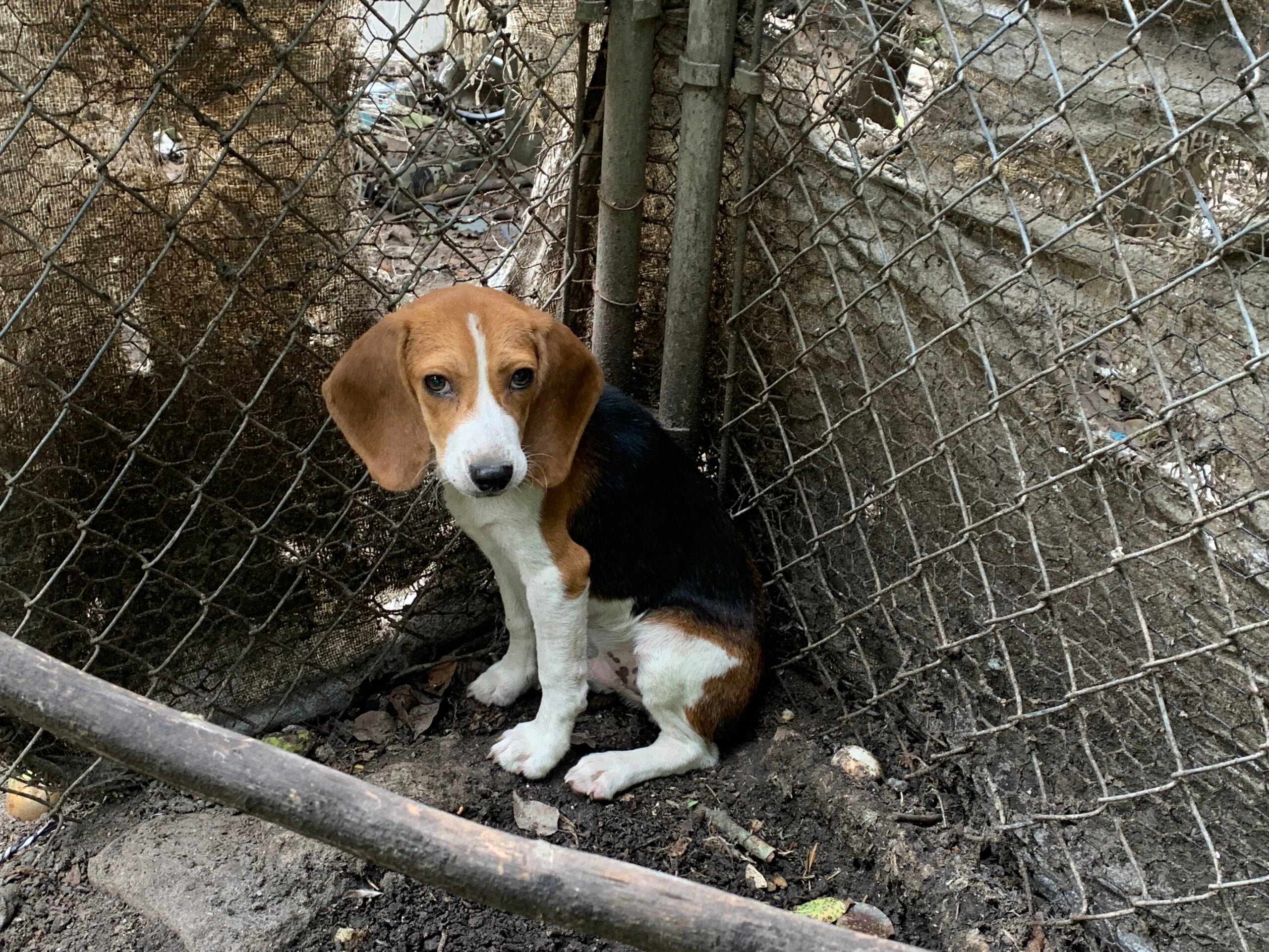‘Too Gentle’ to Hunt: Neglected Beagle Finds Loving New Family | PETA