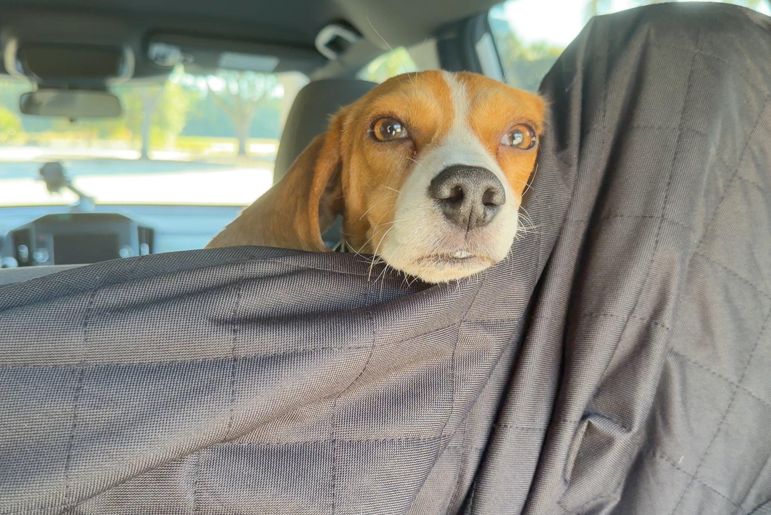 ‘Too Gentle’ to Hunt: Neglected Beagle Finds Loving New Family | PETA