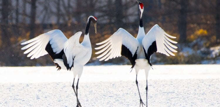 Why ‘The Hidden Nations of Animals’ Is a Must-Read | PETA