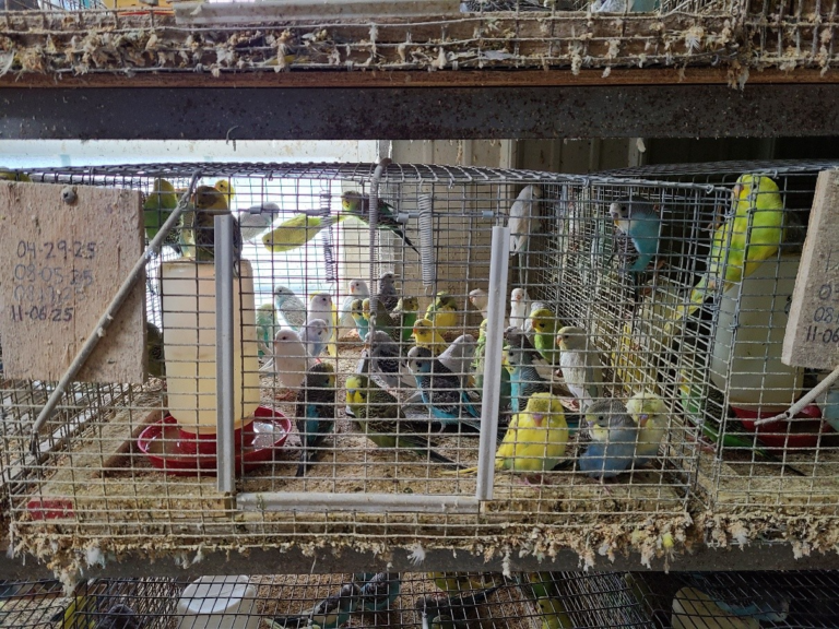 Petco Bird Supplier Exposed After Parakeet Deaths, PETA Investigation Finds