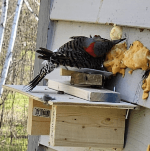 Demand Justice in Vile Killing of Woodpecker in Wisconsin! | PETA