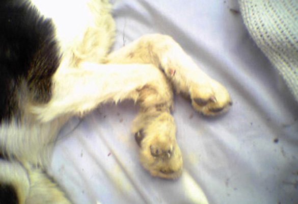 Cruel Wildlife Trapping | PETA