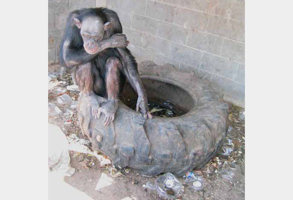 Photo Gallery: Animals Used for Entertainment | PETA