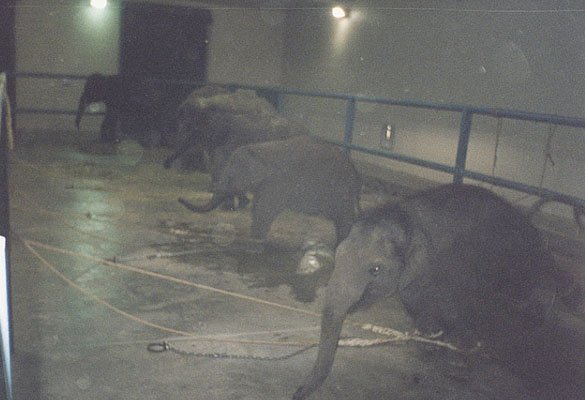 Photo Gallery: Animals Used for Entertainment | PETA