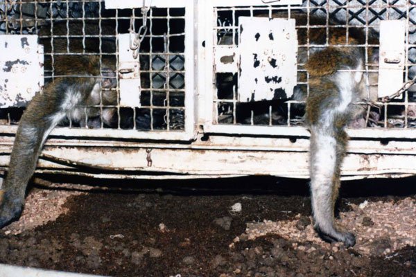 The Silver Spring Monkeys: The Case That Launched PETA | PETA