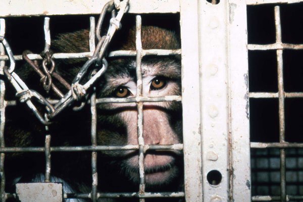 The Silver Spring Monkeys: The Case That Launched PETA | PETA