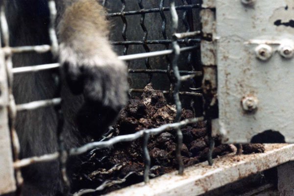 The Silver Spring Monkeys: The Case That Launched PETA | PETA