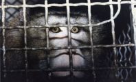 The Silver Spring Monkeys: The Case That Launched PETA | PETA