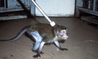 The Silver Spring Monkeys: The Case That Launched PETA | PETA